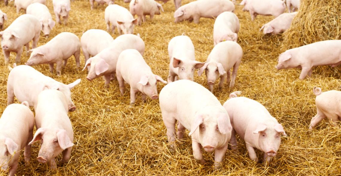 The Sustainable Swine Revolution: How SSR is Paving the Way - SSR Solutions